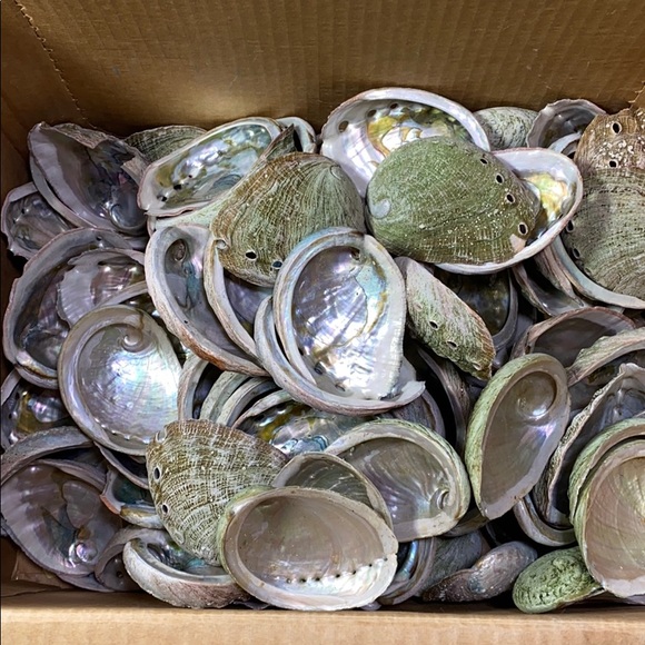 seashells | Other | Oyster Seafood Seashells 4 Lbs | Poshmark